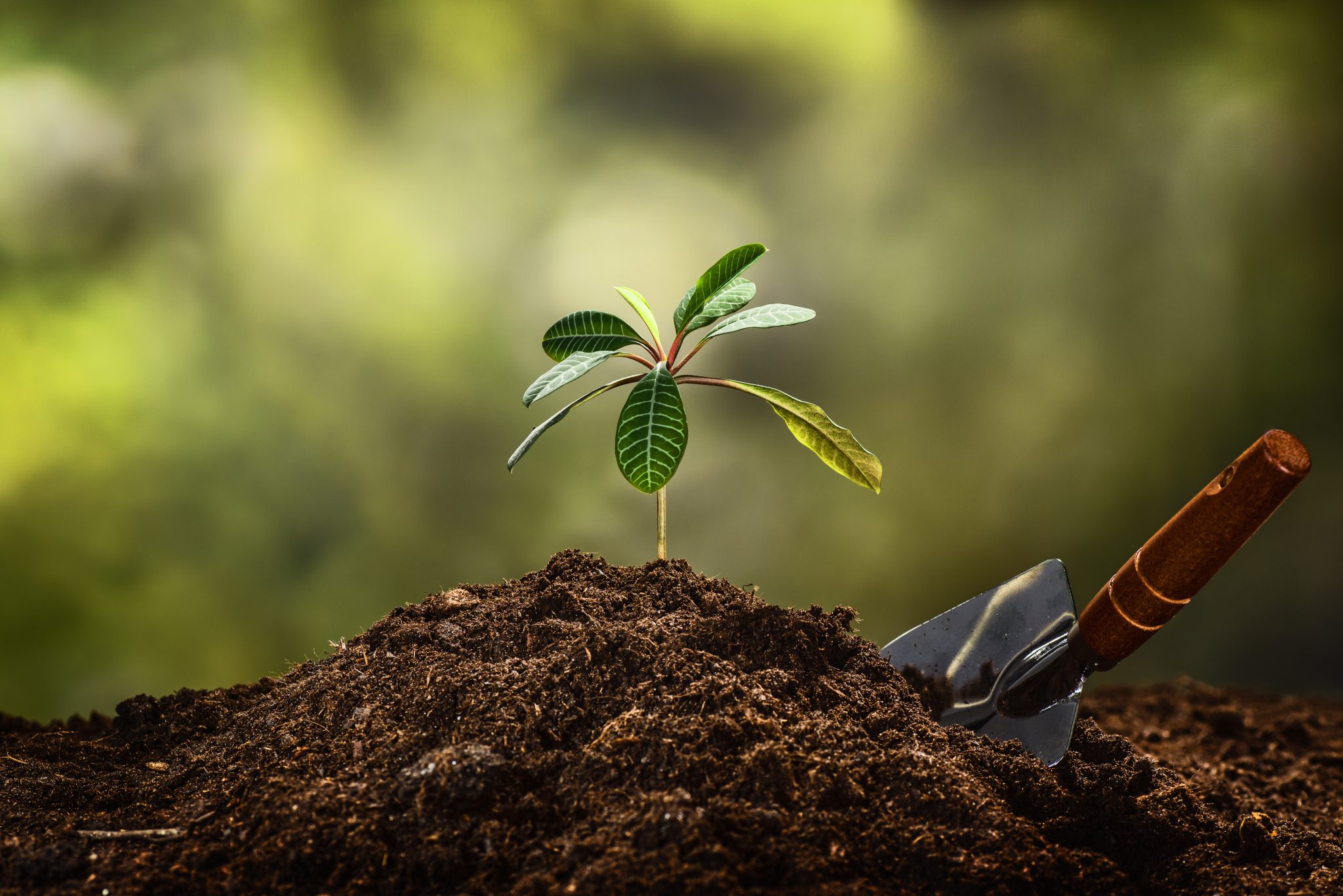 Plant A Tree On National Tree Planting Day Jamaica Information Service Plant A Tree On National Tree Planting Day Jamaica Information Service